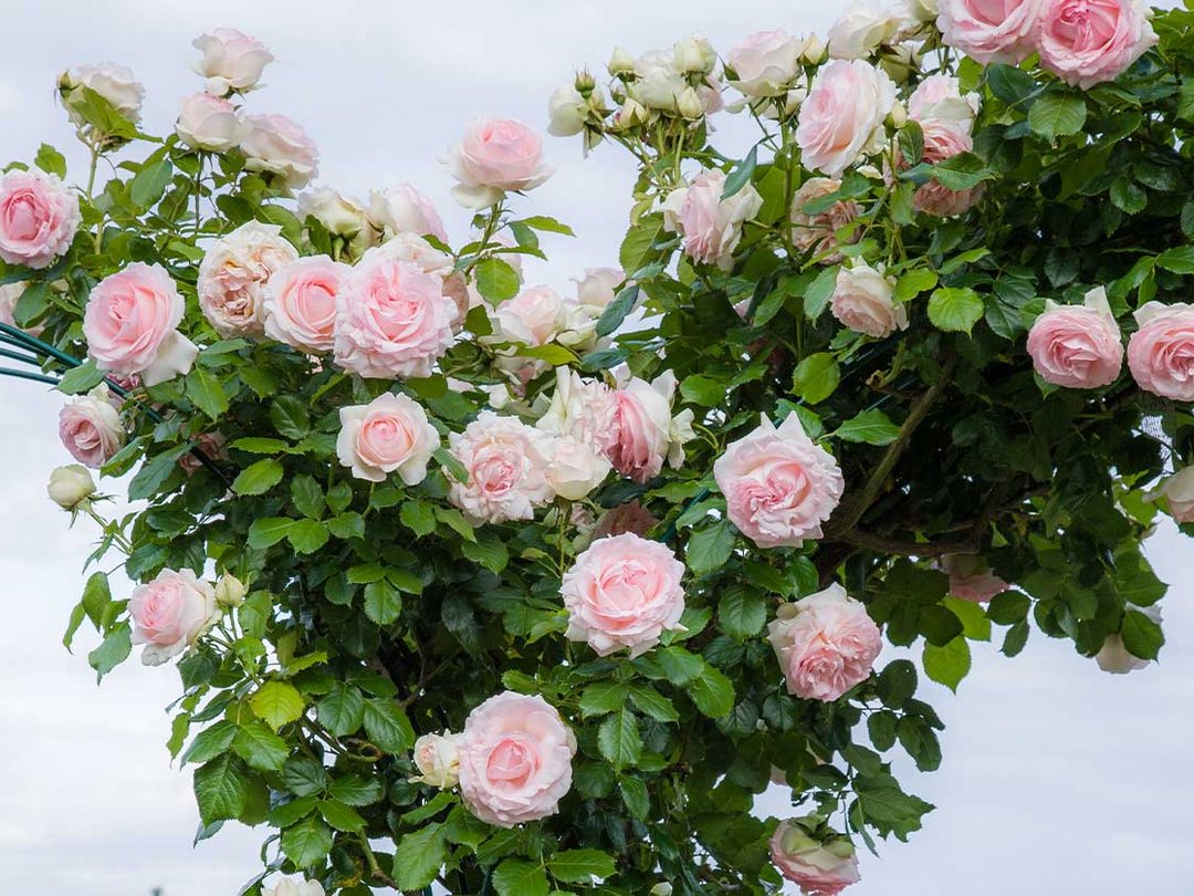 Rosiers, taille des rosiers, quel rosier pour vous ? | Schilliger