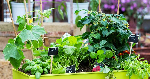 Potager balcon, atelier créatif, faites vos cultures | Schilliger