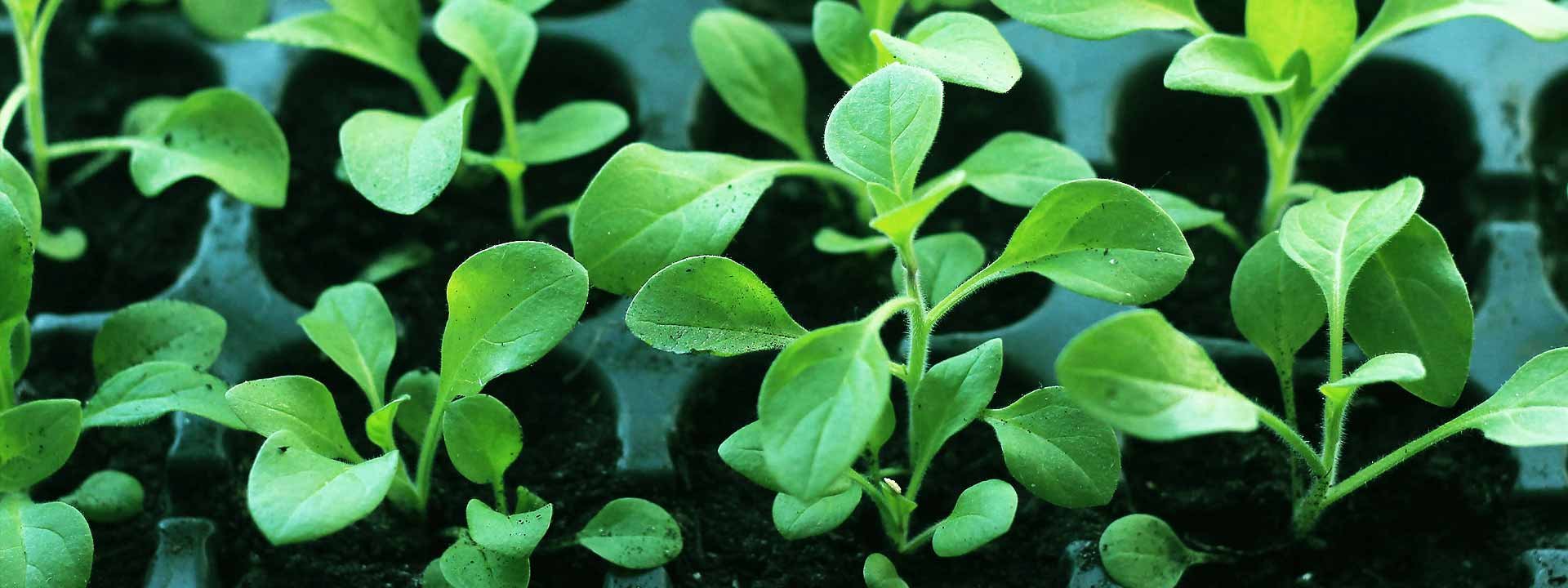 Semis, graines, succès pour vos futures cultures | Schilliger