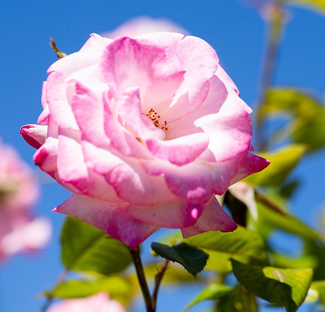 Tailler son rosier, entretien, traitement des rosiers | Schilliger