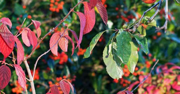 Plantez vos arbres et arbustes en automne | Schilliger