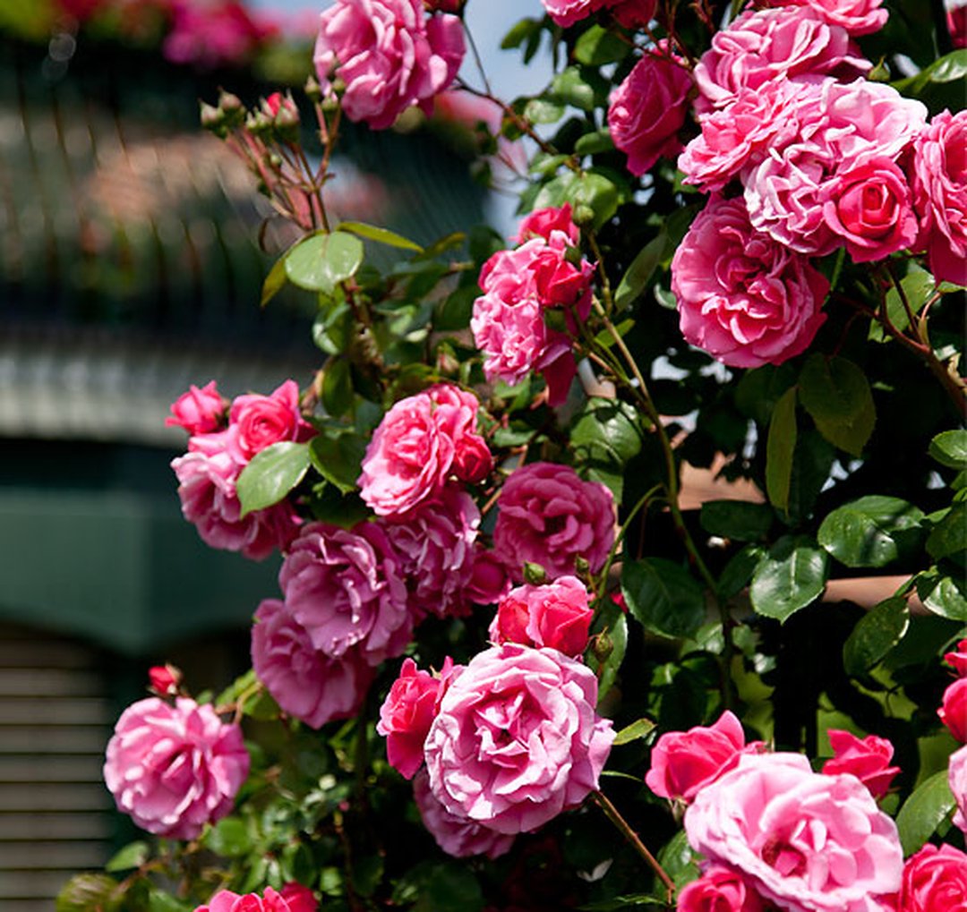 Tailler son rosier, entretien, traitement des rosiers | Schilliger