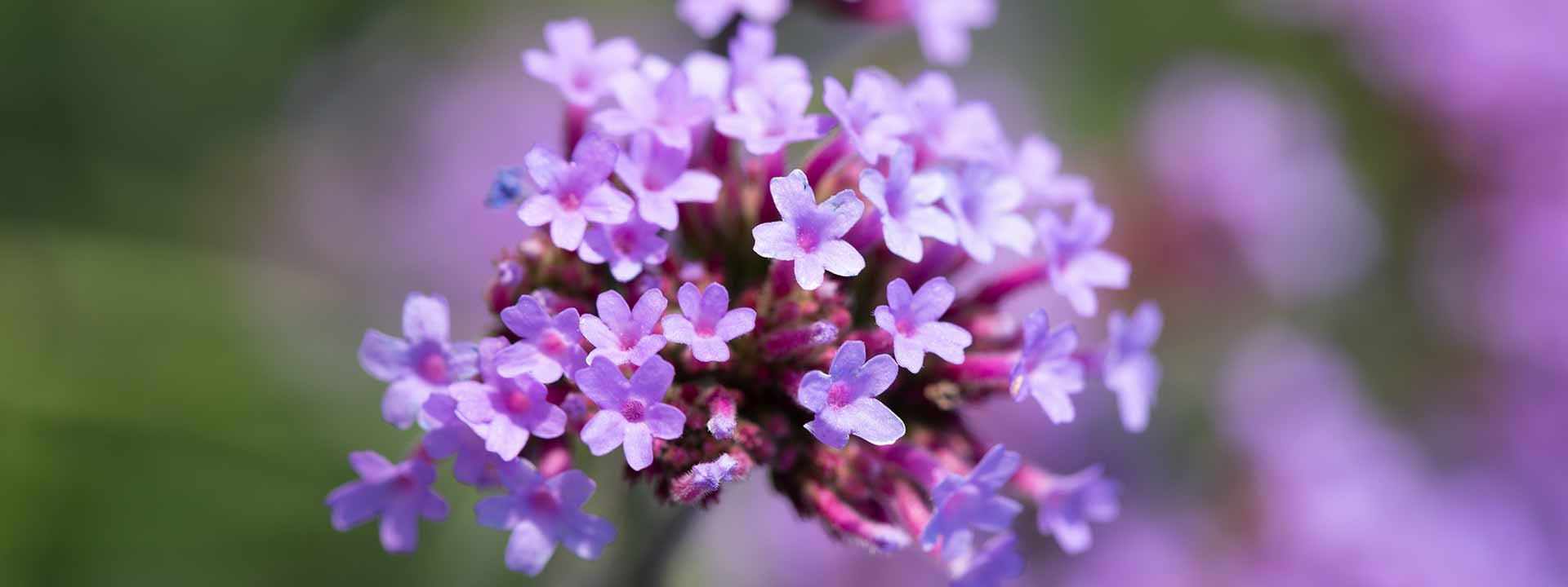 Fertilisants organiques, type, choix et utilisation | Schilliger