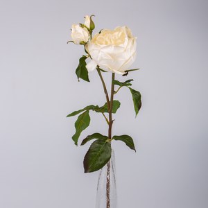 Roses, Rose Anglaise 3 fleurs Blanc 57cm | Schilliger