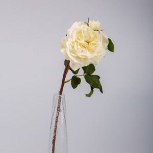 Roses, Rose ouverte Dutchess avec bouton RT Blanc 50cm | Schilliger