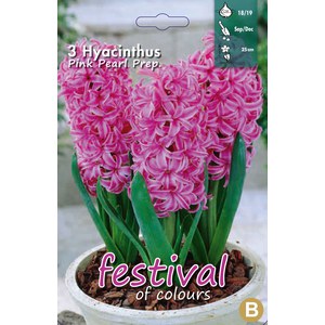 Jacinthes, Jacinthes 'Pink Pearl' 18/19 | Schilliger