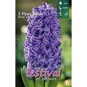 Jacinthes, Jacinthes 'Blue jacket' 16/17 | Schilliger