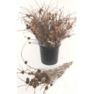 Décorative, Branche pivée bouquet 10 br. | Schilliger