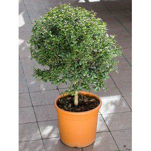 Citronniers, Microcitrus australasica 'Caviar' Pot 24 cm | Schilliger