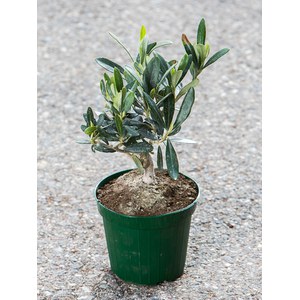 Sélection, Olea europaea Pot 12 cm | Schilliger