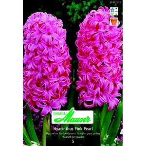 Jacinthes, Jacinthe the Pink Pearl 15/16 | Schilliger