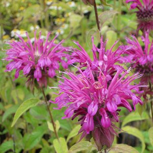Plantes vivaces, Monarda didyma Pot 1.5 litres | Schilliger