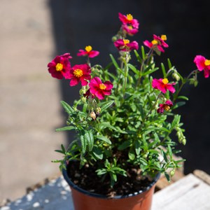 Rocaille / Alpine, Schilliger Production Helianthemum 'Hartswood Ruby ...