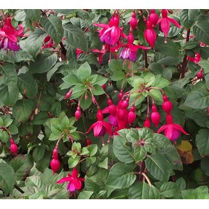 Moyenne (25 - 90 cm), Schilliger Production Fuchsia magellanica ...