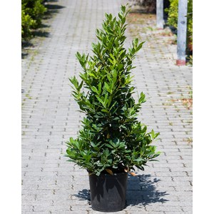 Persistants, Laurus nobilis Pot 27 h110 pyramide | Schilliger
