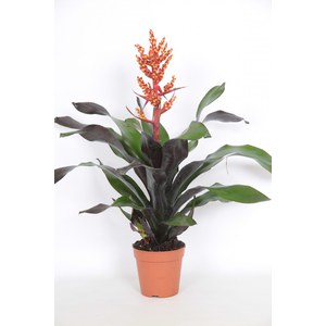 Fleuries, Aechmea elegant 'Rubi' Pot de 12 cm h50 | Schilliger