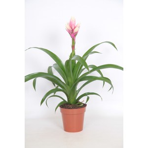 Fleuries, Guzmania 'Candy' rose/blanc Pot de 13 cm h55 | Schilliger