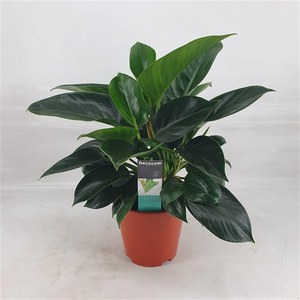 Sélection, Philodendron 'Congo Apple' Pot 19 H 65 | Schilliger