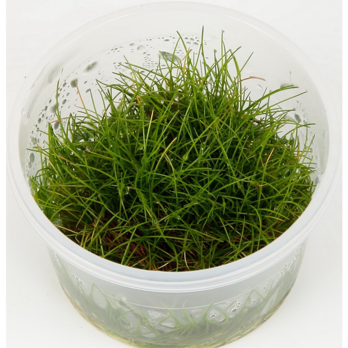 Plantes en coupelle, Tropica Aquarium Plants Eleocharis sp. Mini ...