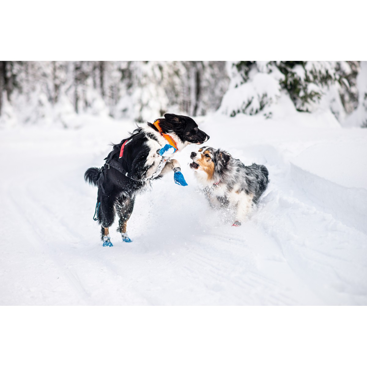 Colliers, Non-Stop dogwear Safe Collier Safe T50 Orange T50 | Schilliger