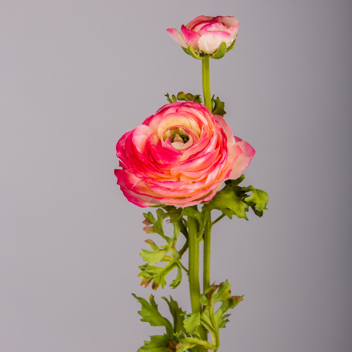 Renoncules, Renoncule 1 fleur 1 bouton Rouge rose thé 64cm | Schilliger