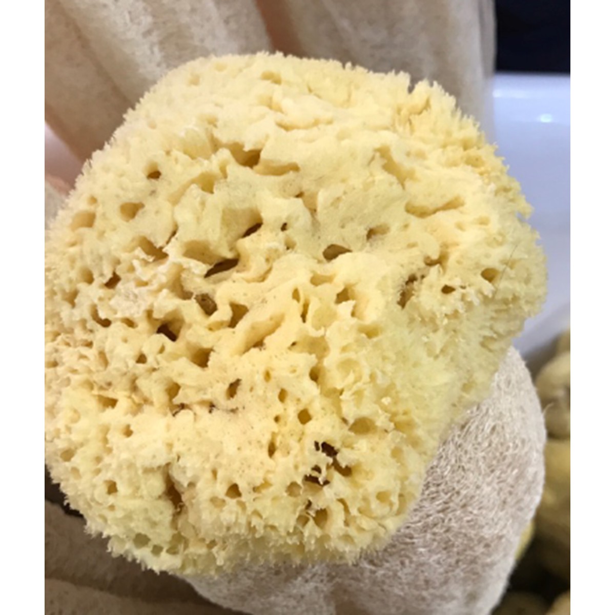 Eponge, Eponge naturelle ultra douce 12-13cm 12-13cm | Schilliger