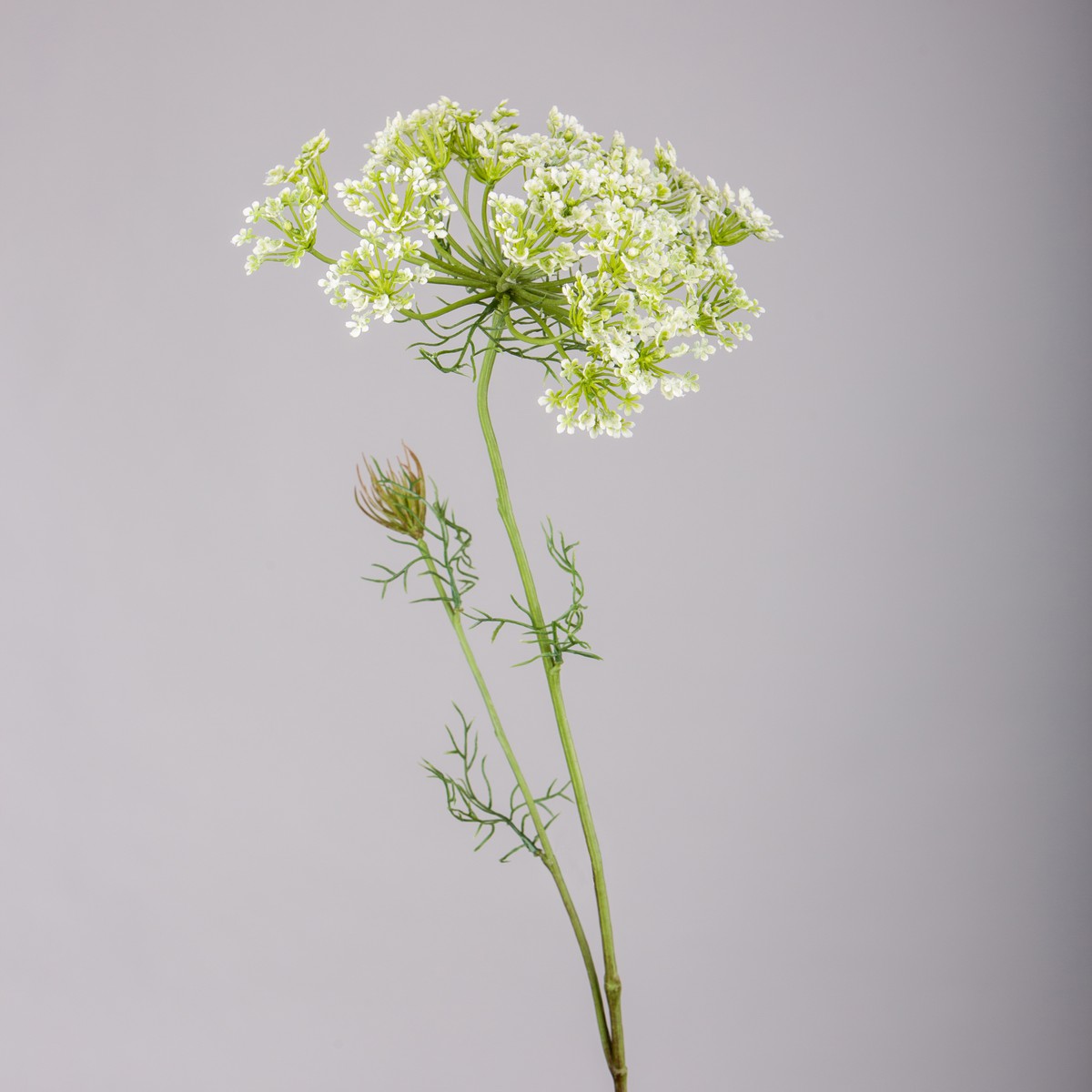 Ann Lace, Dill en branche Blanc 96cm | Schilliger