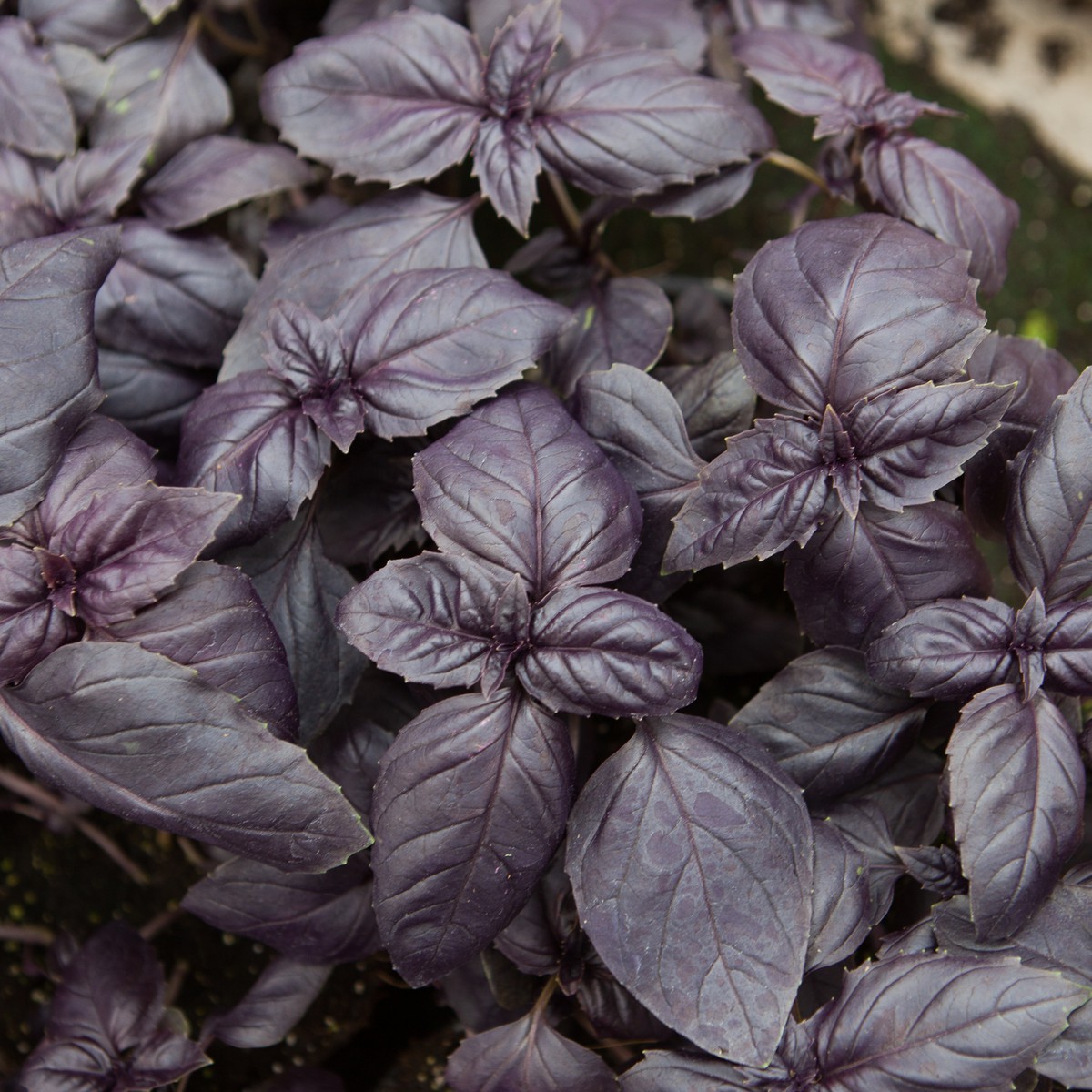 Plantes annuelles, Schilliger Production Basilic pourpre Pot de 13 cm ...