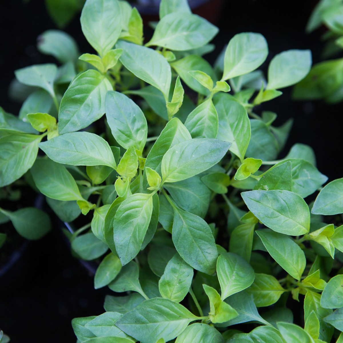 Plantes annuelles, Schilliger Production Basilic citron Pot de 13 cm ...