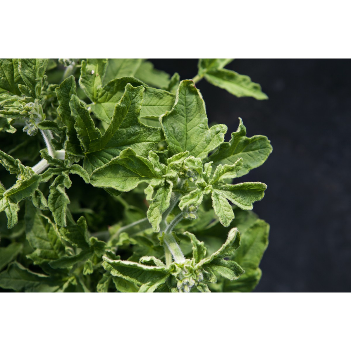 Géraniums, Schilliger Production Pelargonium 'Robert's Lemon' Pot de 14 ...