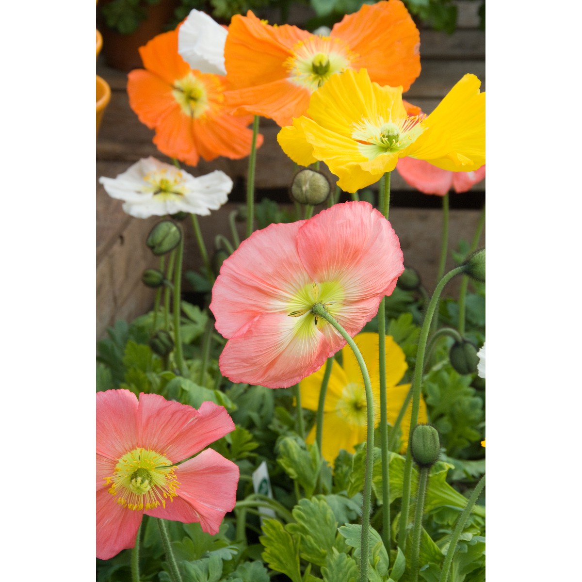 Divers, Schilliger Production Papaver nudicaule Pot 12 cm | Schilliger
