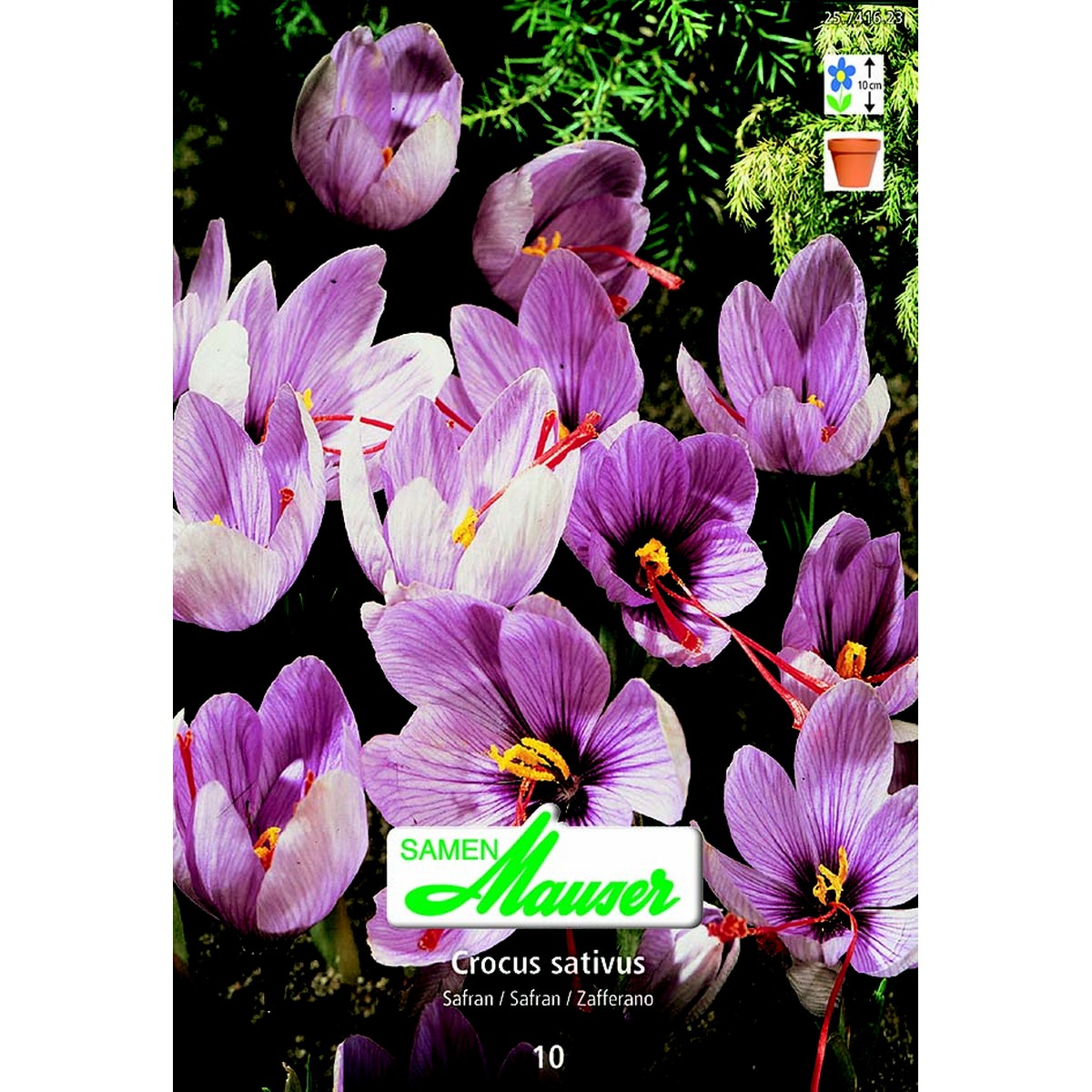 Crocus, Crocus sativus Safran 10 9/ | Schilliger