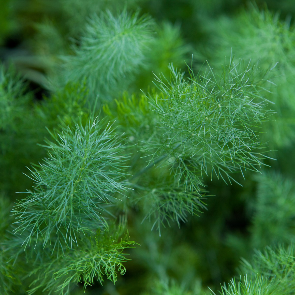 Plantes vivaces, Schilliger Production Fenouil à feuillage vert Pot de ...