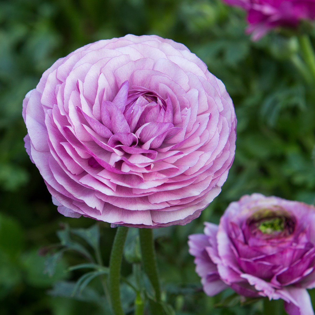 Divers, Schilliger Production Ranunculus asiaticus 'Bloomingdale' Pot ...