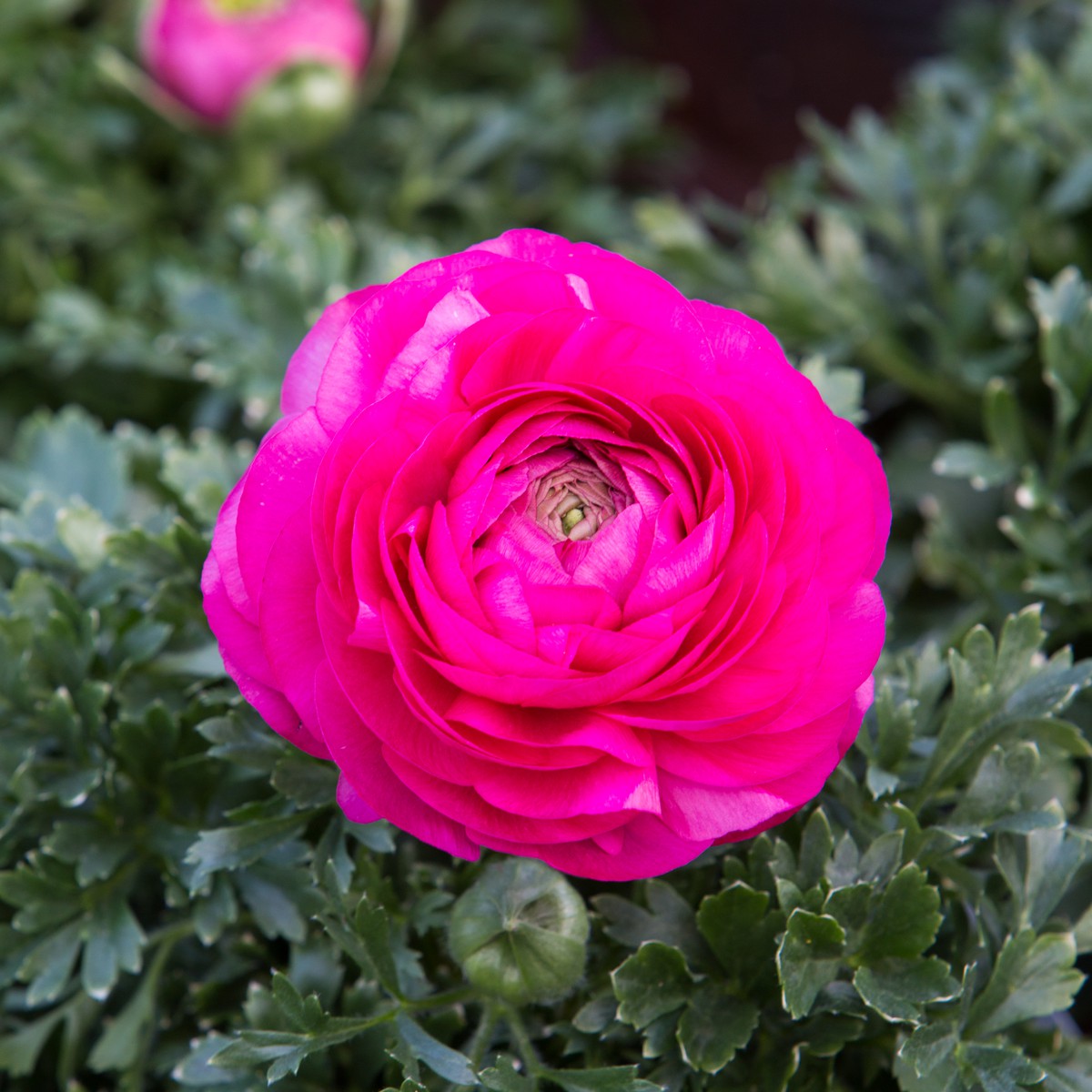 Divers, Schilliger Production Ranunculus asiaticus 'Bloomingdale' Pot ...