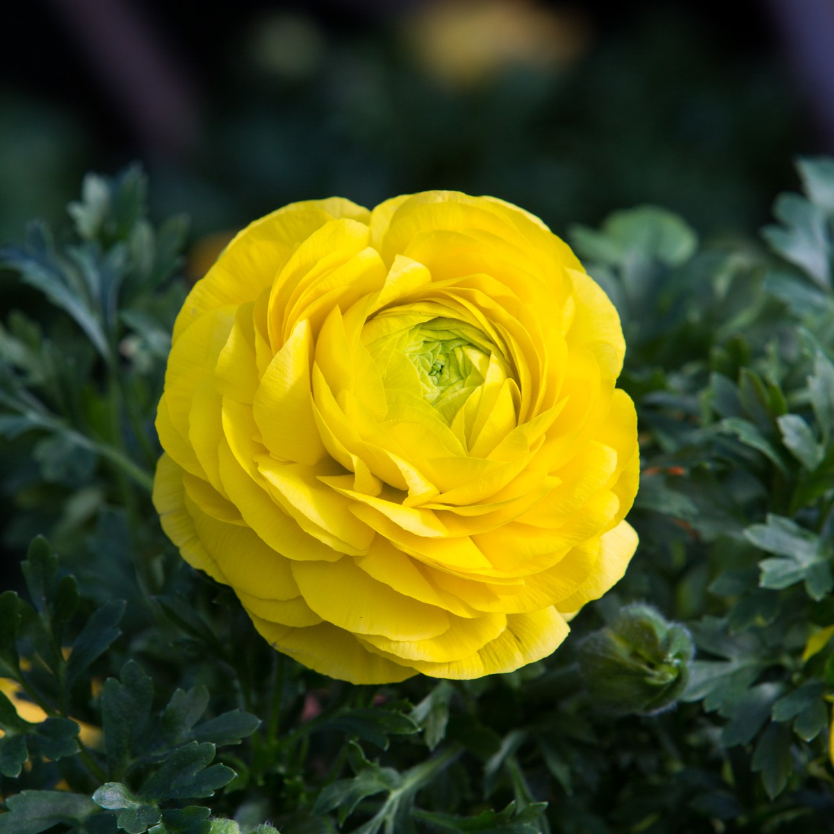 Divers, Schilliger Production Ranunculus asiaticus 'Bloomingdale' Pot ...