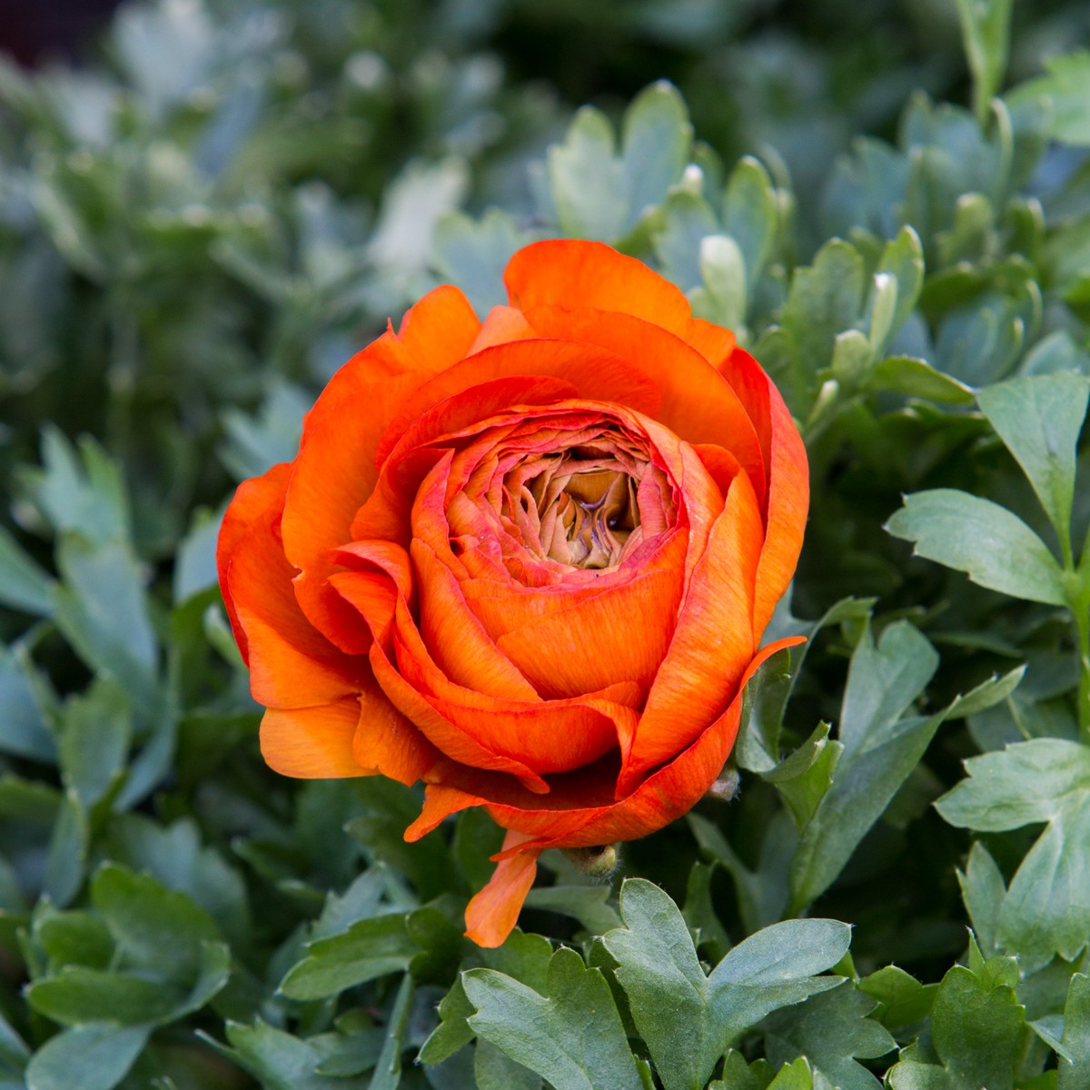 Divers, Schilliger Production Ranunculus asiaticus 'Bloomingdale' Pot ...
