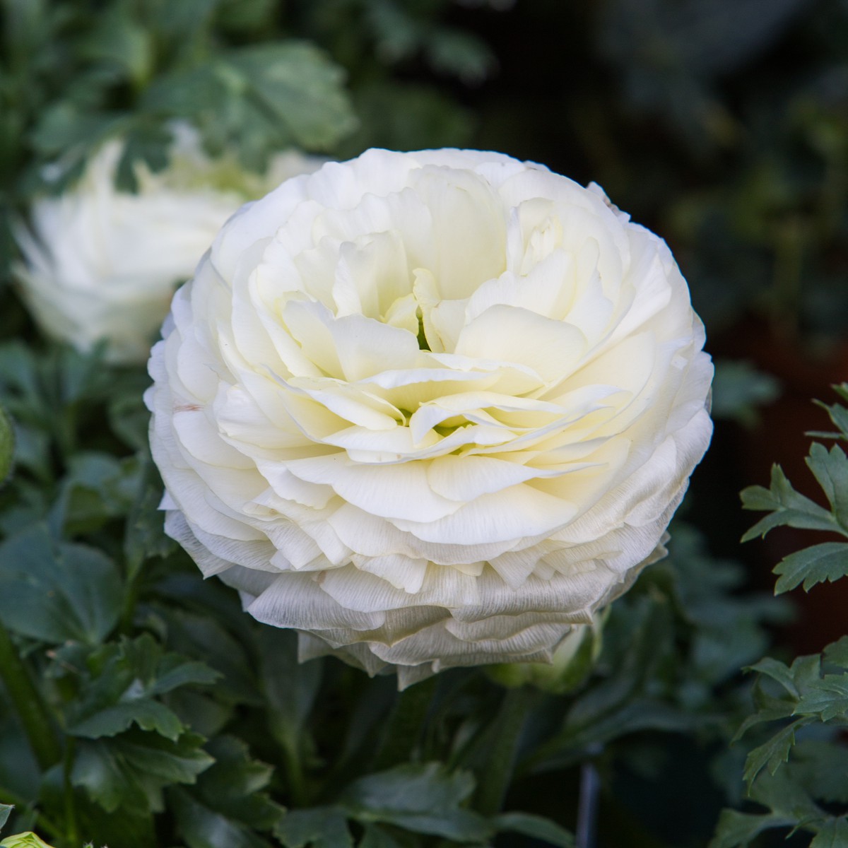 Divers, Schilliger Production Ranunculus asiaticus 'Bloomingdale' Pot ...