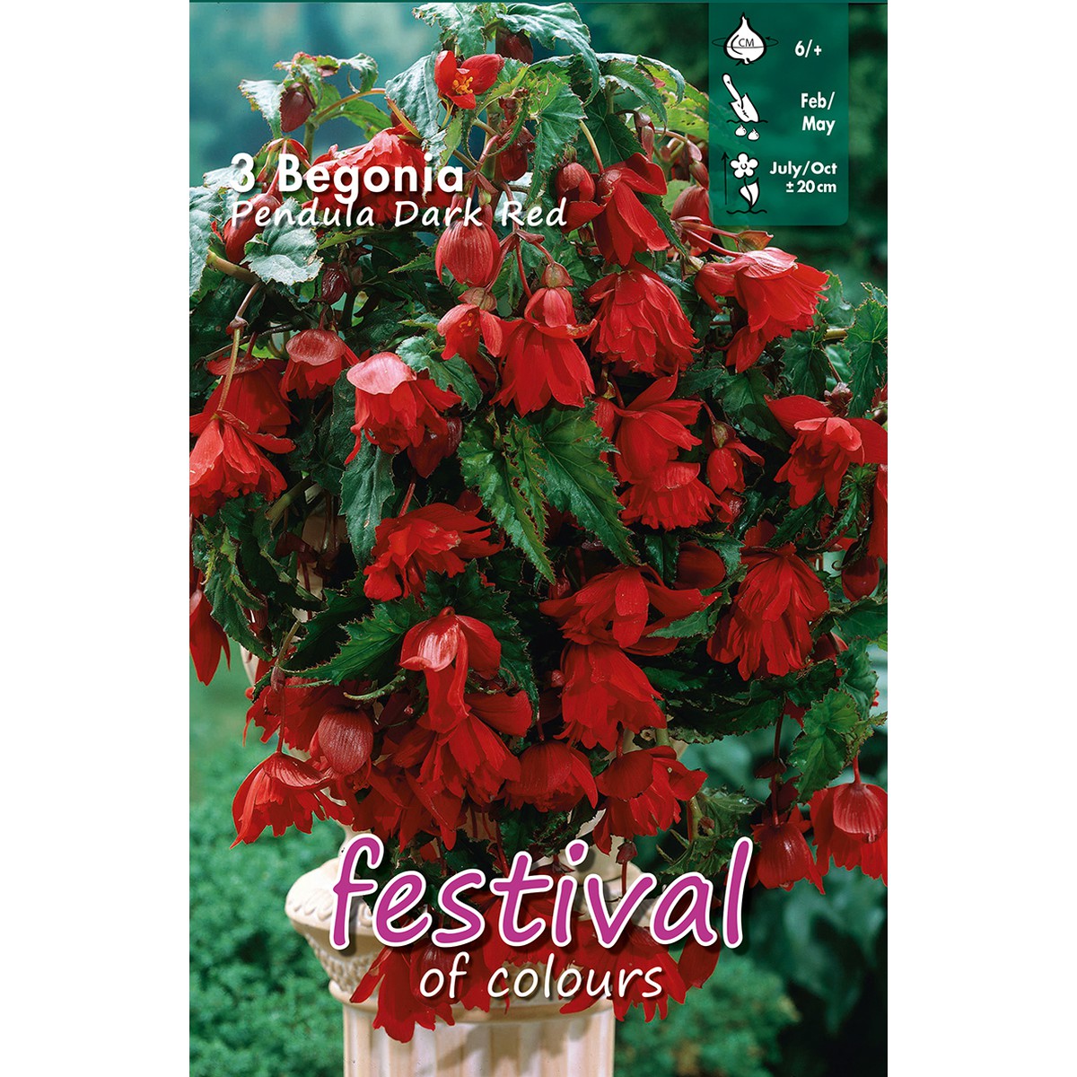 Bégonias, Begonia Rouge Foncé Pendula 3 pièces | Schilliger