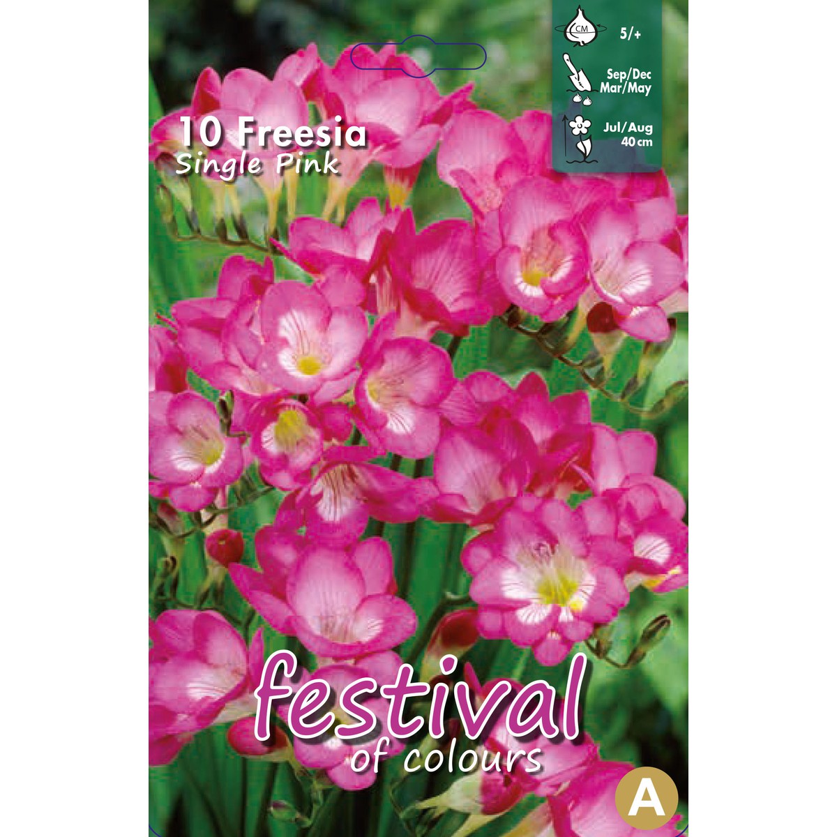 Freesia, Freesia simple rose 5/+. | Schilliger