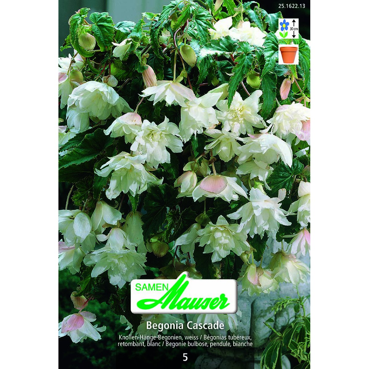 Bégonias, Begonia pendula cascade Blanc | Schilliger
