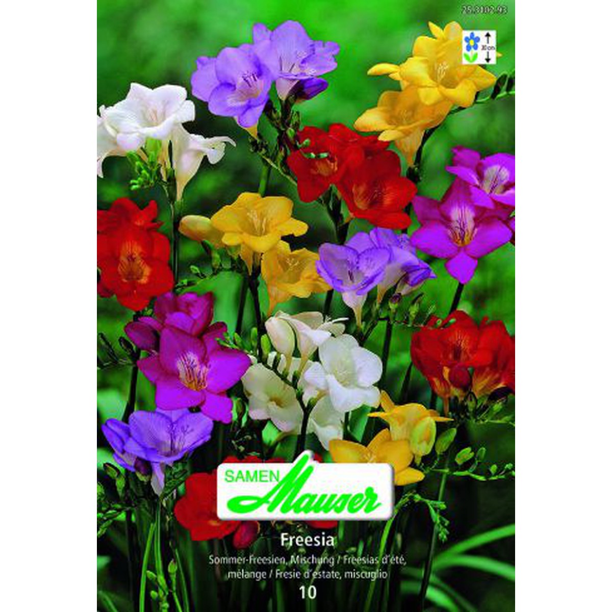 Freesias, Freesia mélange simple | Schilliger