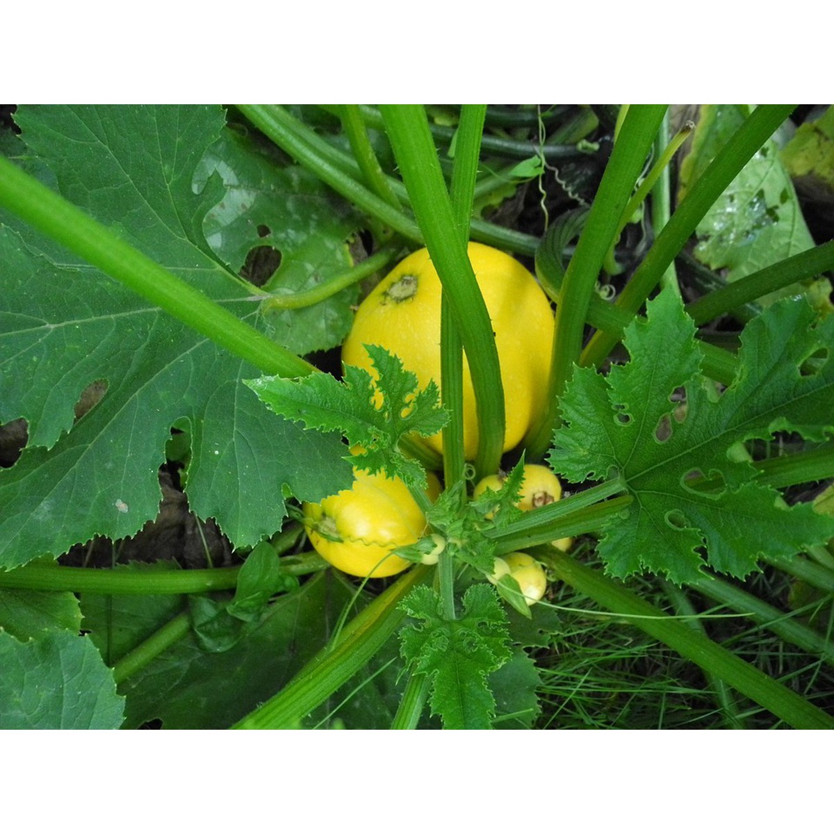 Courgettes, Schilliger Production Courgette 'One Ball' Pot de 10.5 cm ...