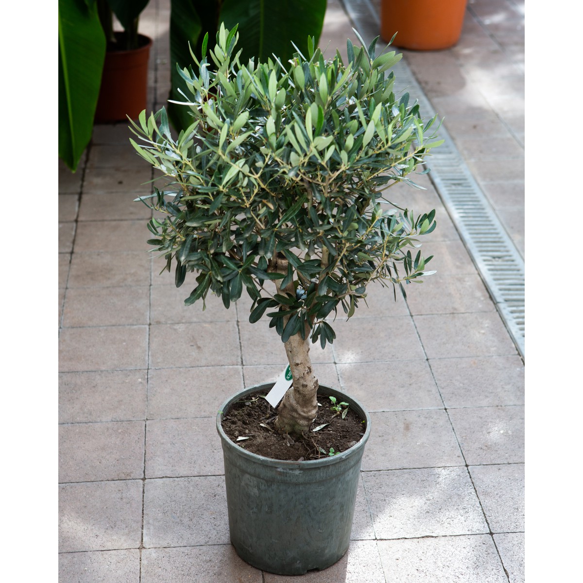 Sélection, Olea europaea Pot 26 cm | Schilliger