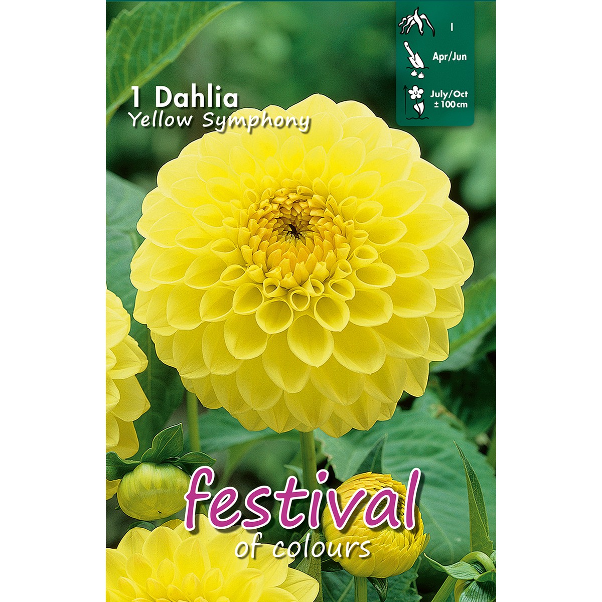Dahlias, Dahlia Boules YELLOW SYMPHONY | Schilliger