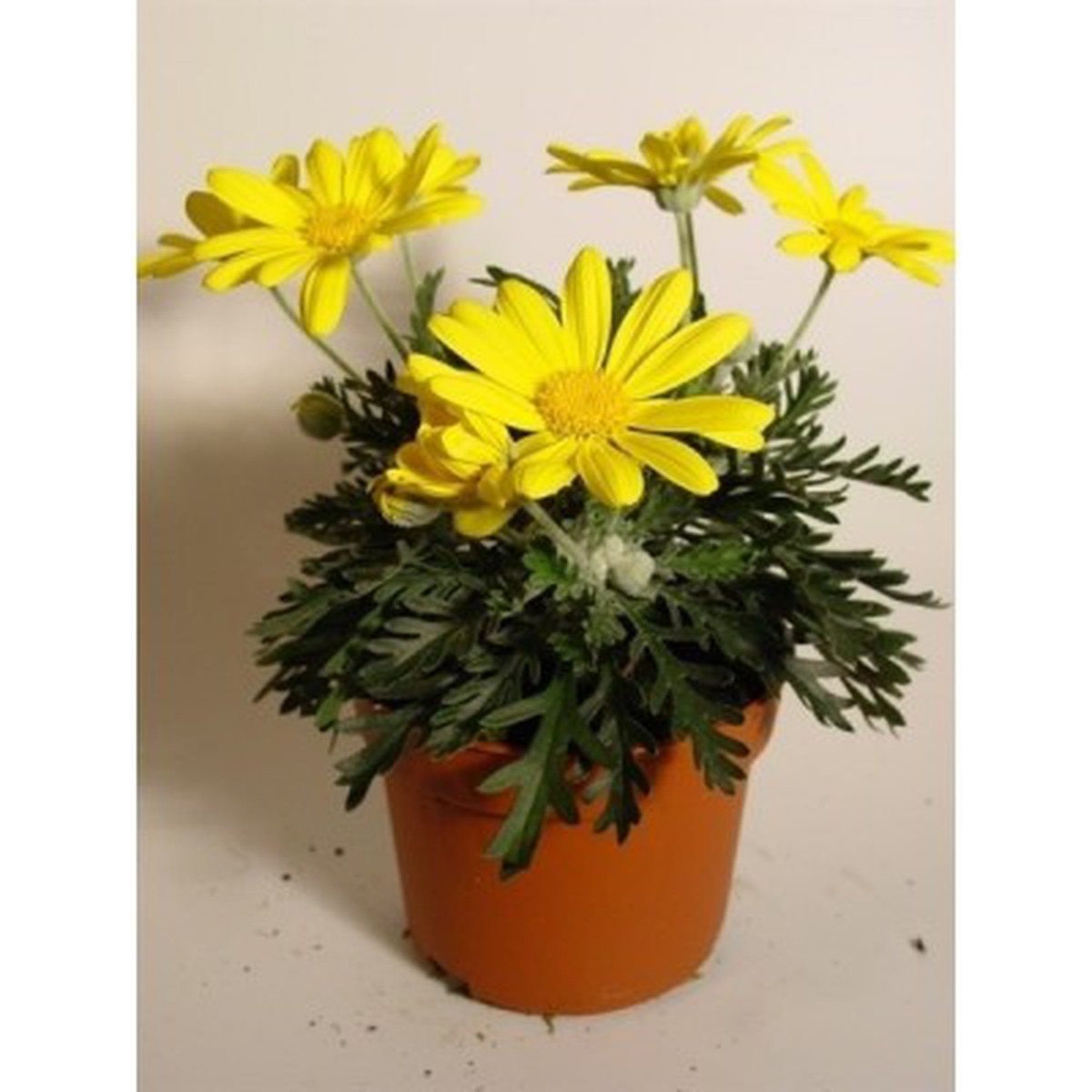 Sélection, Euryops pectinatus Pot 14 cm | Schilliger