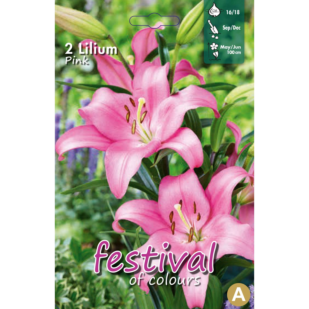 Lys, Lilium asiatique Rose sans | Schilliger