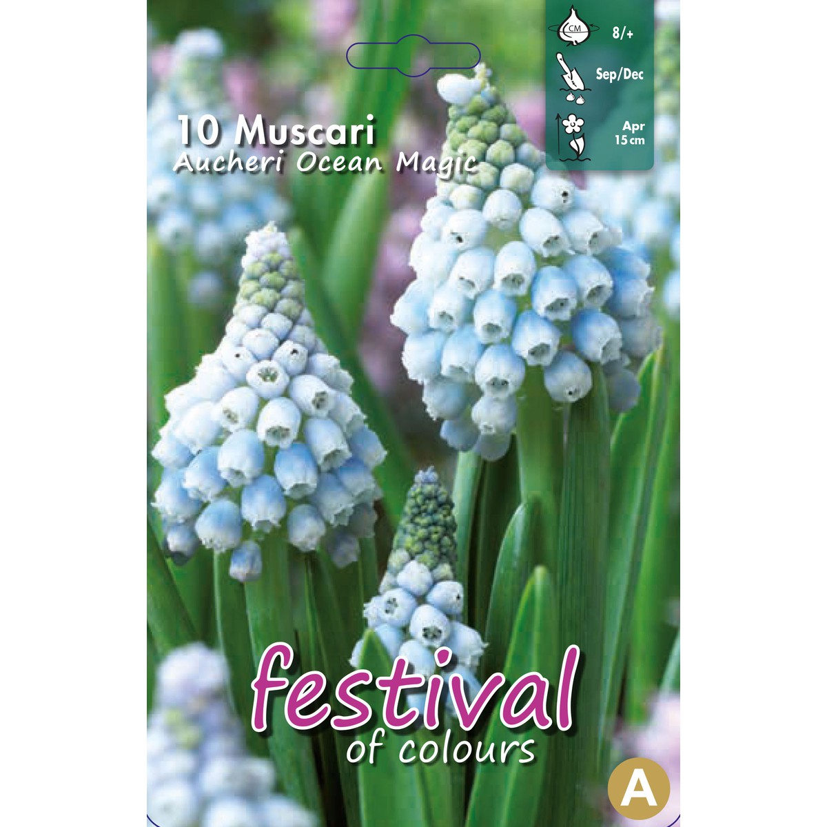 Divers & spécialités, Muscari 'Ocean Magic' 8/. | Schilliger