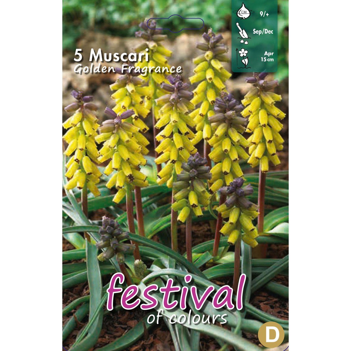 Divers, Muscari 'Golden Fragrance' 9/+ | Schilliger