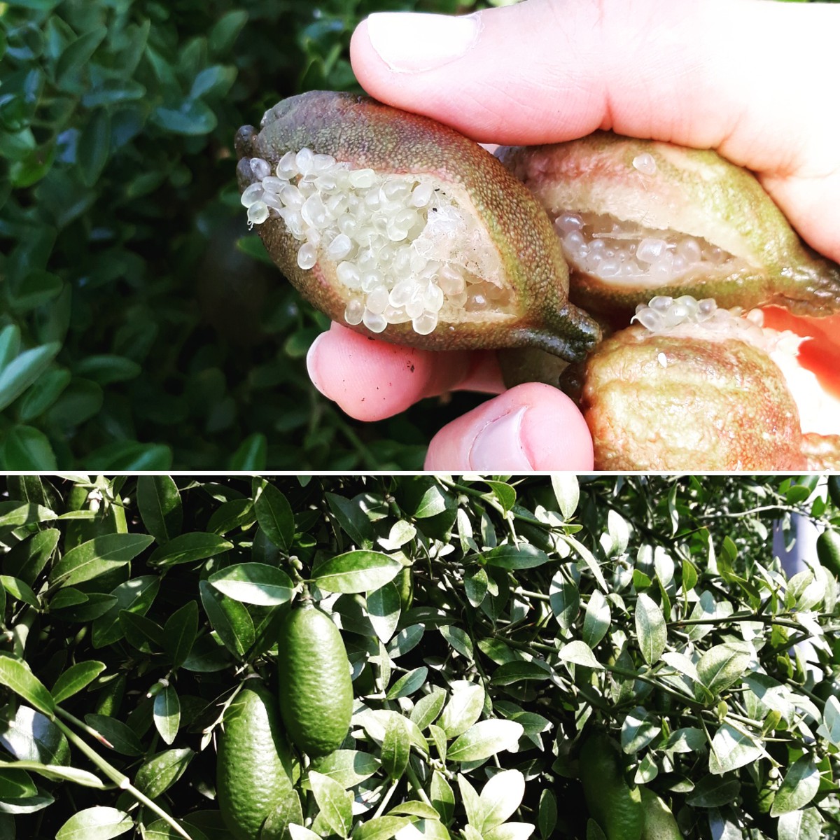 Microcitrus australasica 'Caviar' Pot 20 cm, h40/50 cm | Schilliger